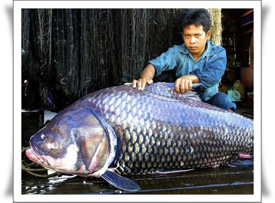 Ikan Terbesar Dalam Sejarah Yang Pernah Ditangkap!