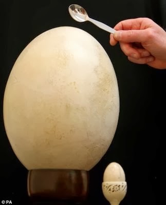 Telur Tertua Dan Terbesar Di Dunia Akan Dijual